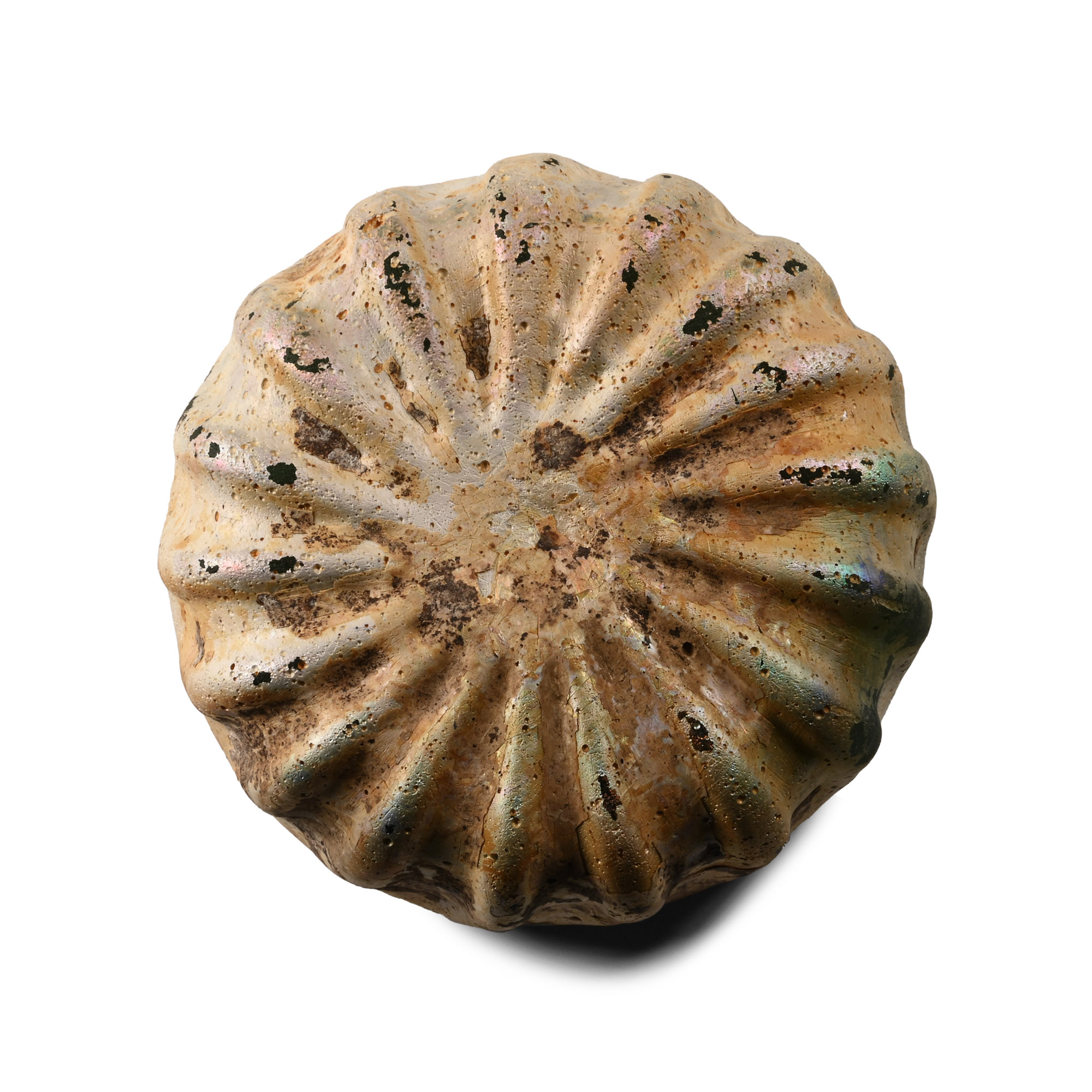 Late Roman Glass Ribbed Dish - Lot No. 0818