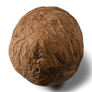 Western Asiatic Antiquities